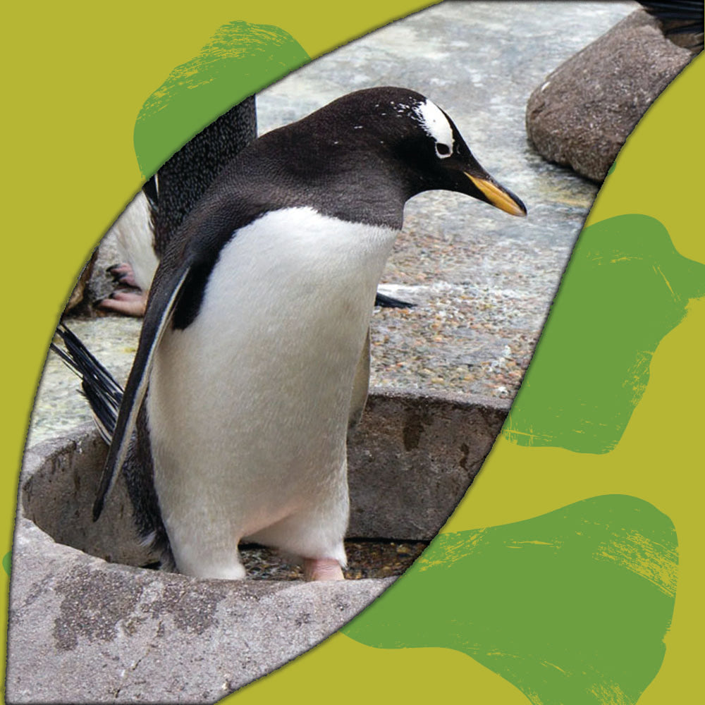 Penguin – Royal Zoological Society of Scotland