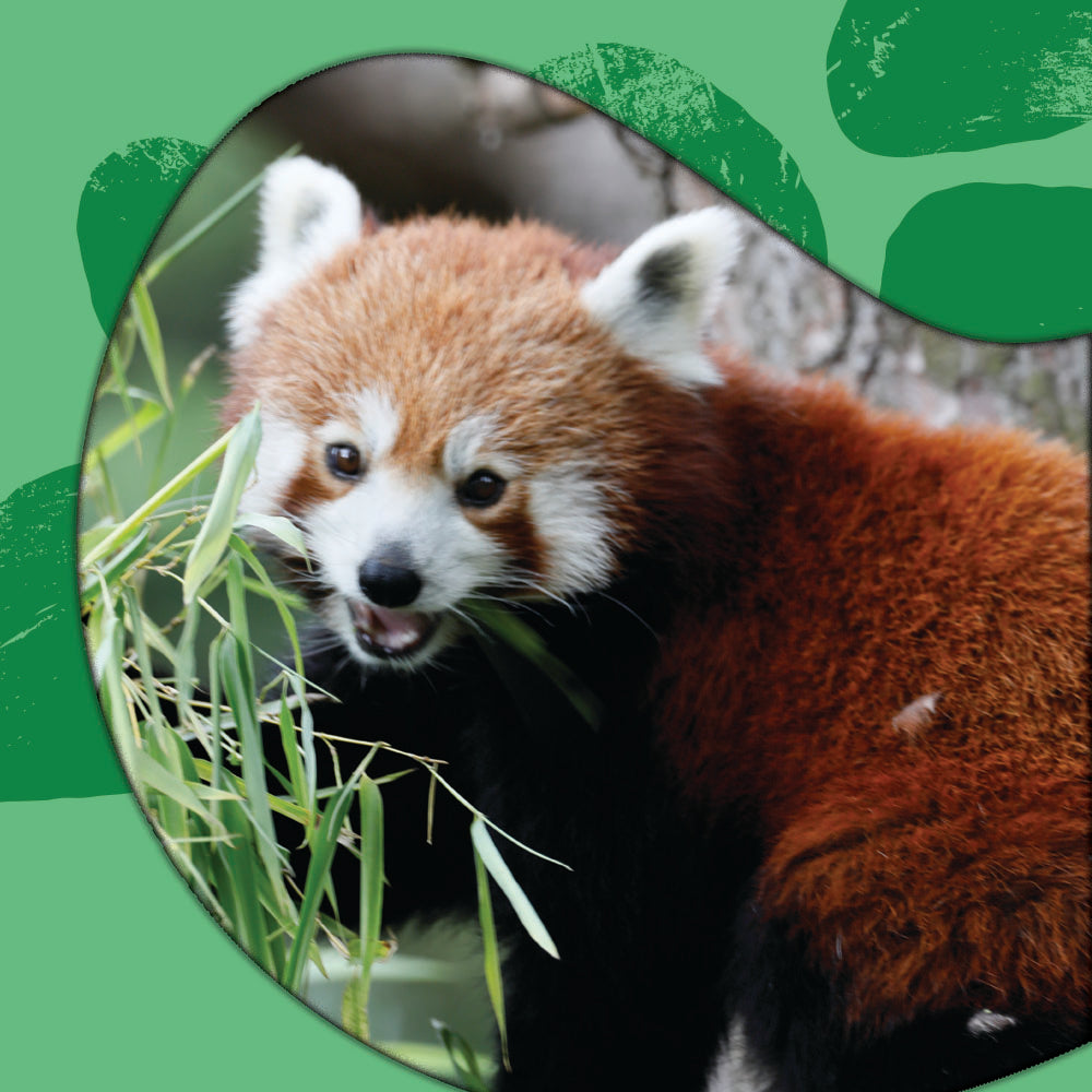 Red Panda – Royal Zoological Society of Scotland