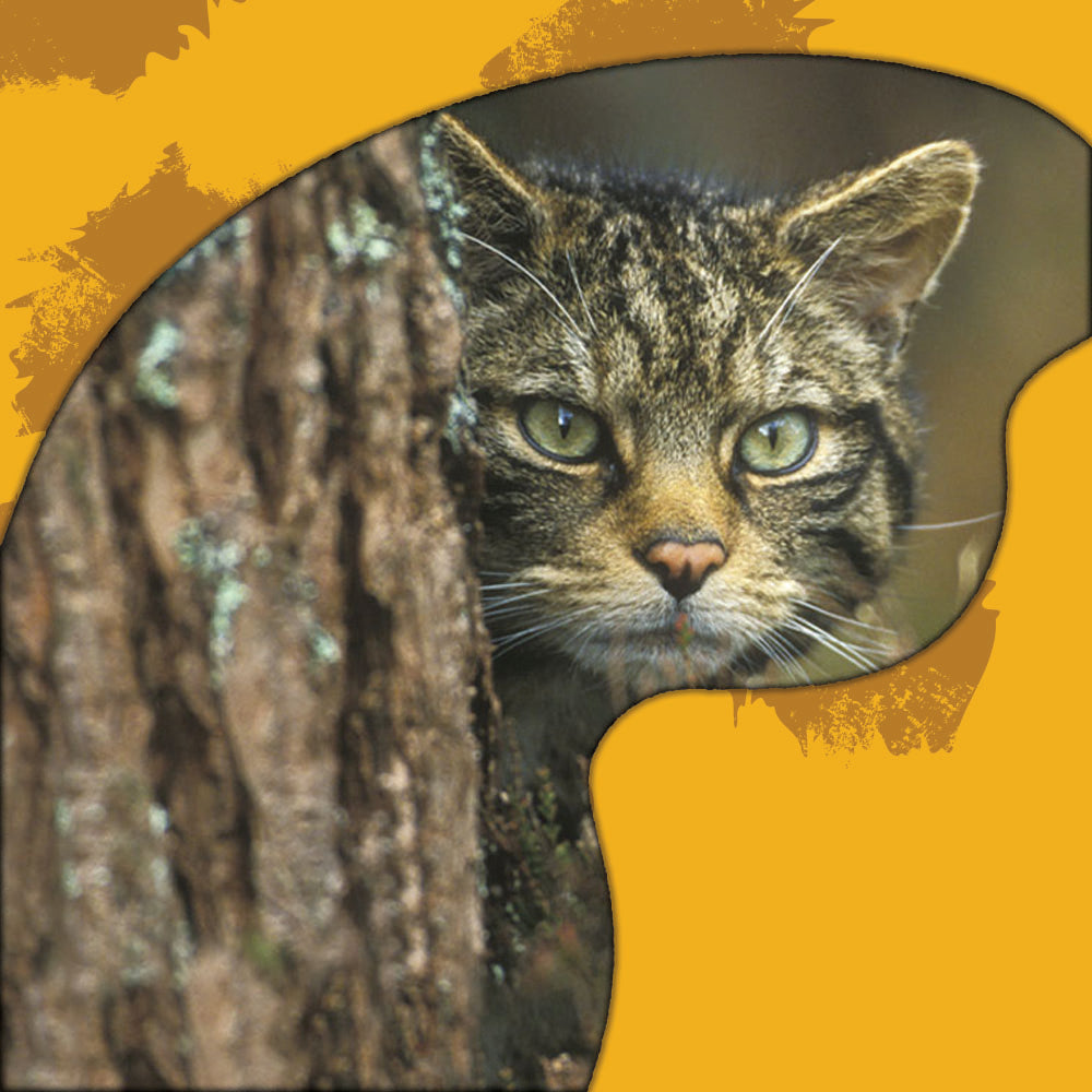 Wildcat – Royal Zoological Society of Scotland