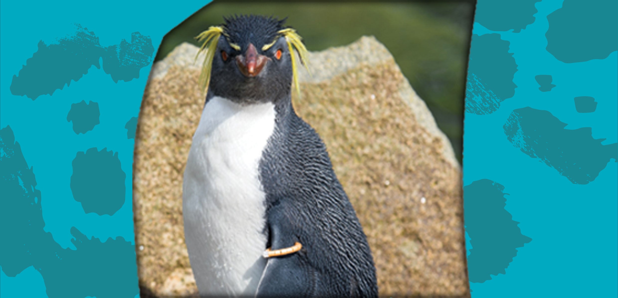 World Penguin Day – Royal Zoological Society of Scotland