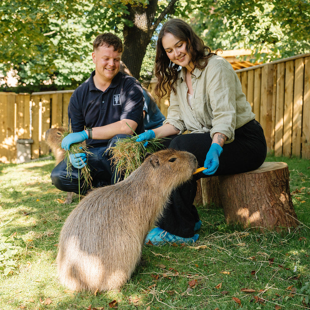 Capybara Magic Moment (ages 7+) – Royal Zoological Society of Scotland