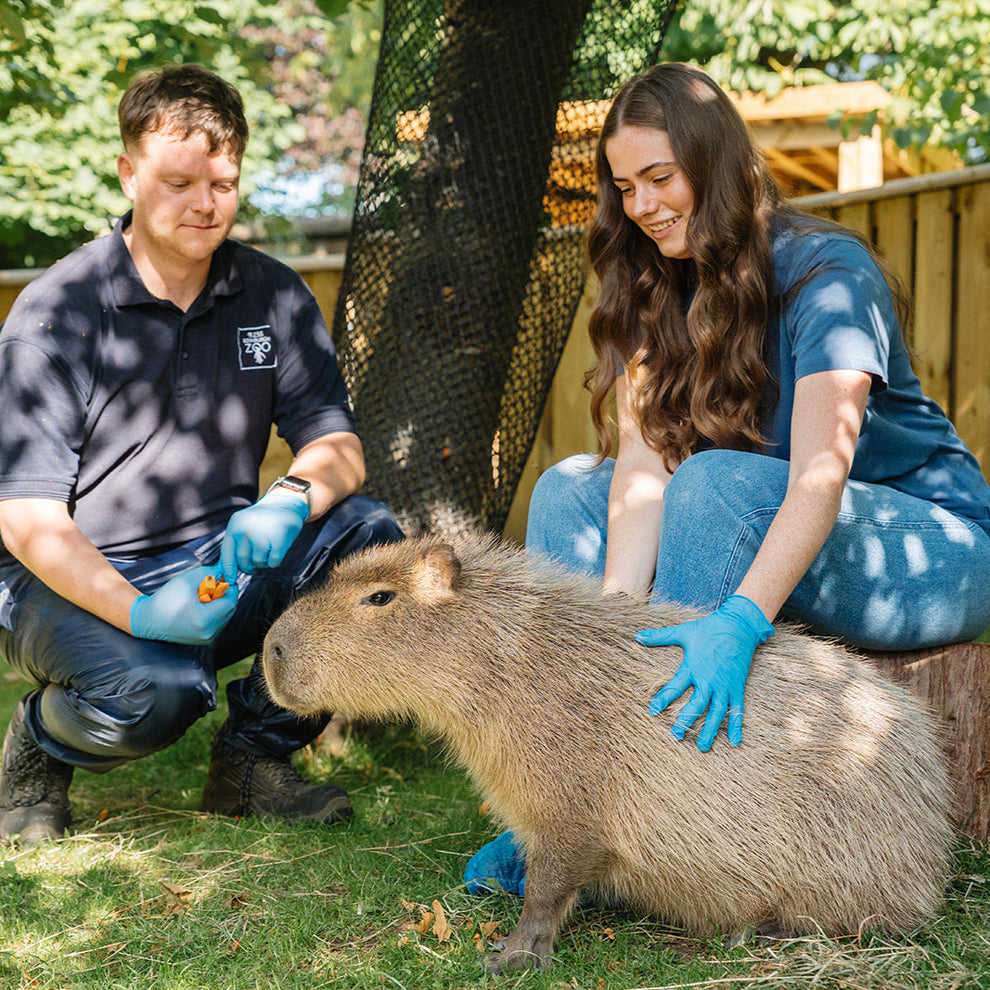 Capybara Magic Moment (ages 7+) – Royal Zoological Society of Scotland