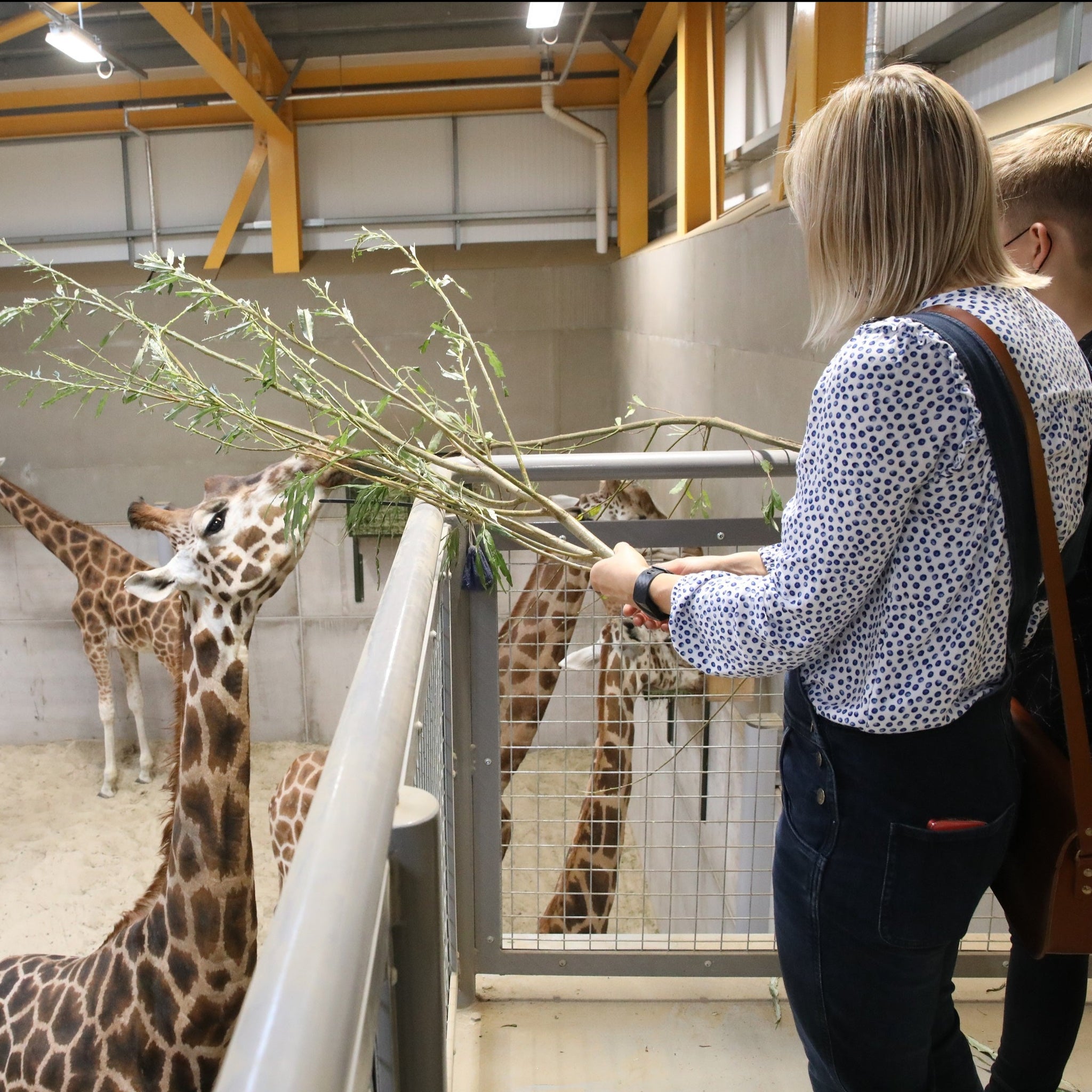 Giraffe Magic Moment (ages 12+) – Royal Zoological Society of Scotland