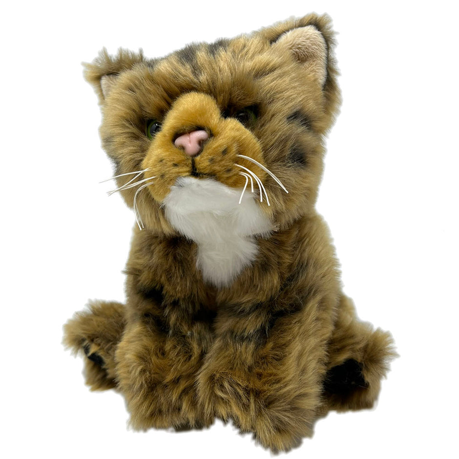 Wildcat – Royal Zoological Society of Scotland